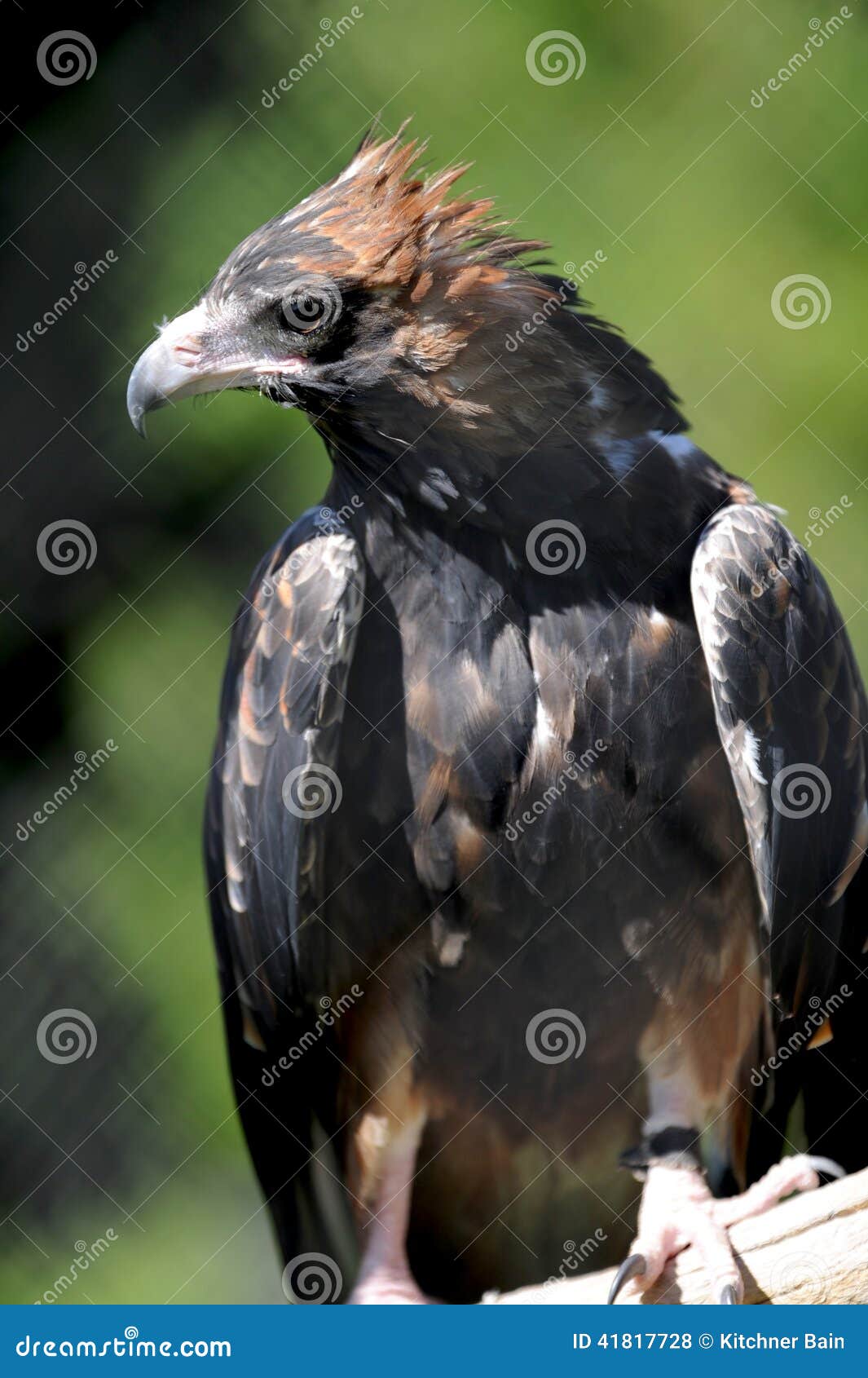 Wedge Tailed Eagle stock photo. Image of australian, flight - 41817728
