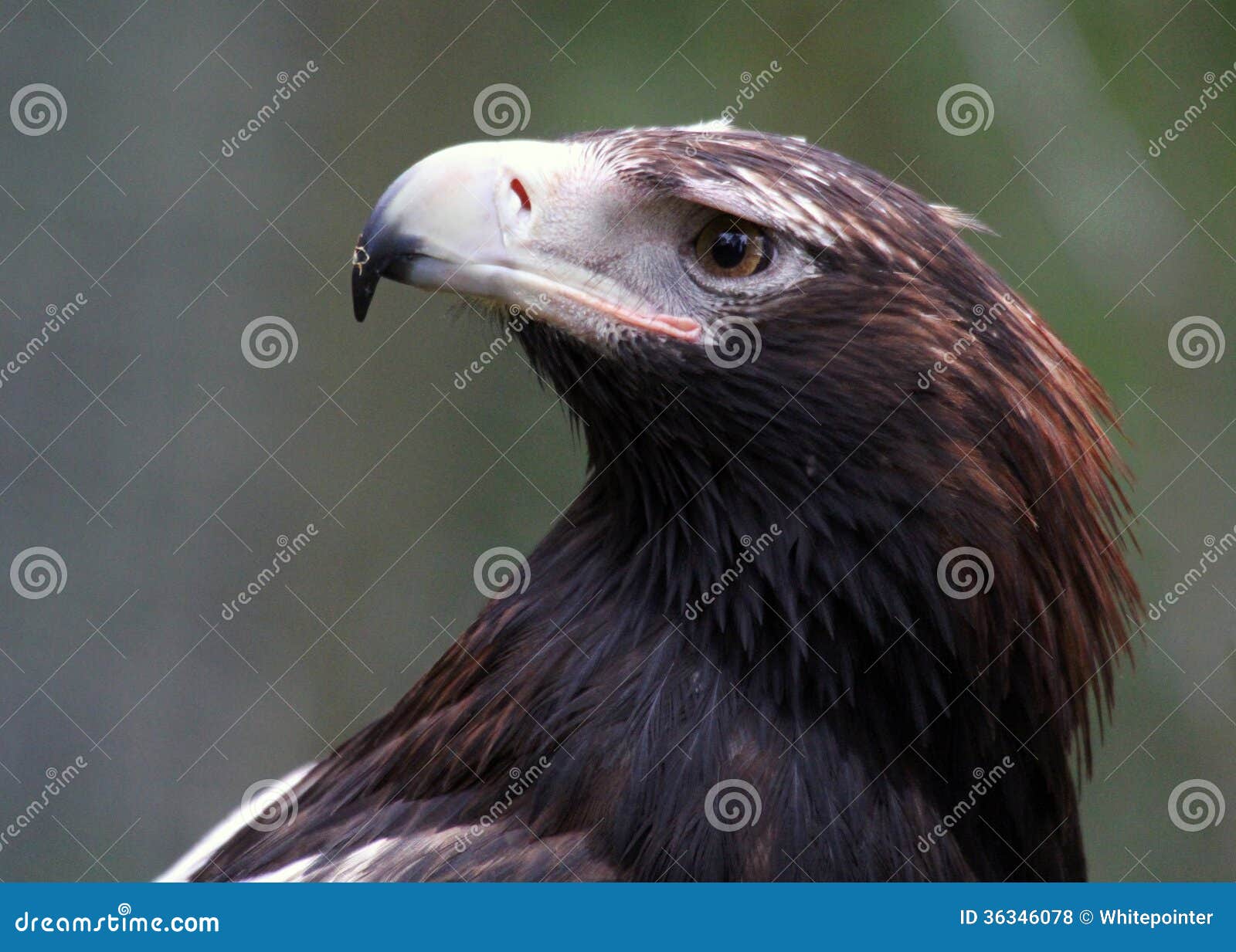 Wedge-Tailed Eagle Closeup stock photo. Image of beauty - 36346078