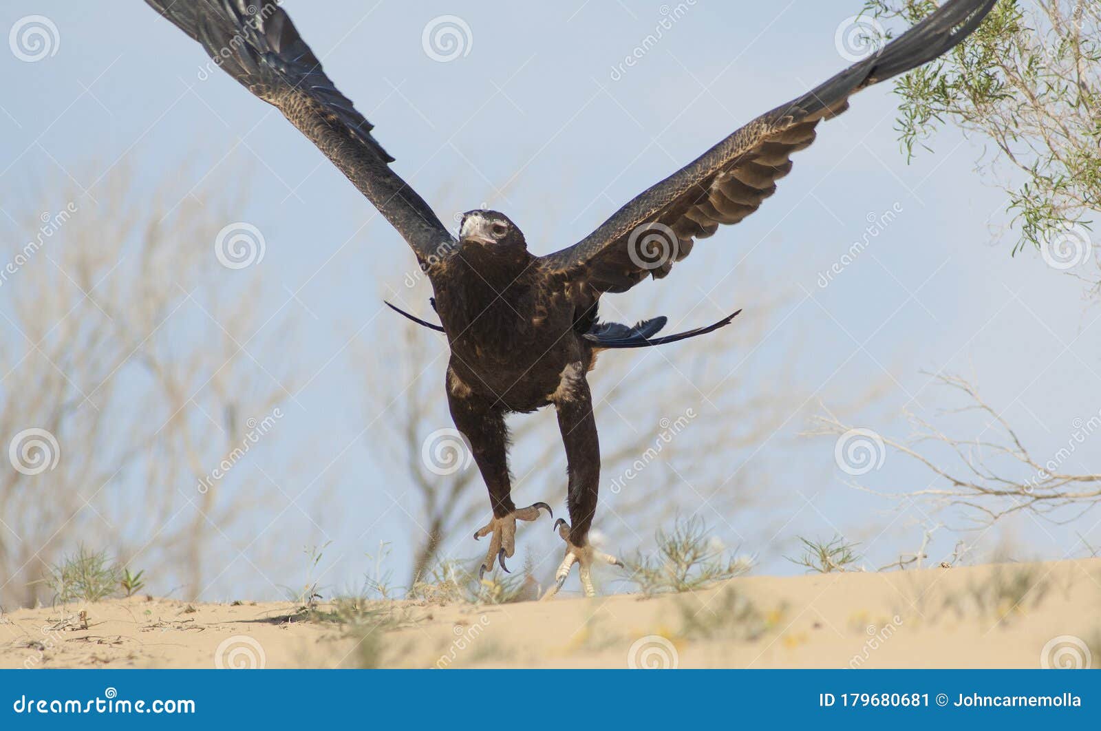 Wedge-tailed Eagle in Flight. Stock Image - Image of desert, australia ...