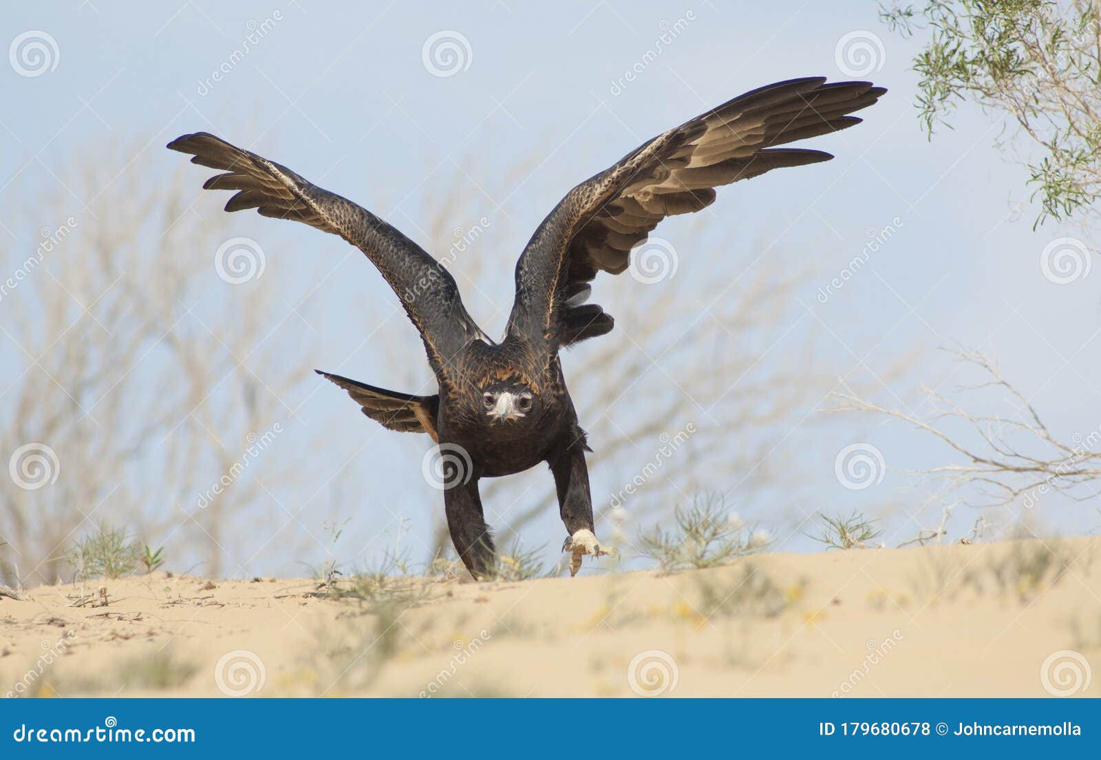 Wedge-tailed Eagle in Flight. Stock Photo - Image of birds, wildlife ...