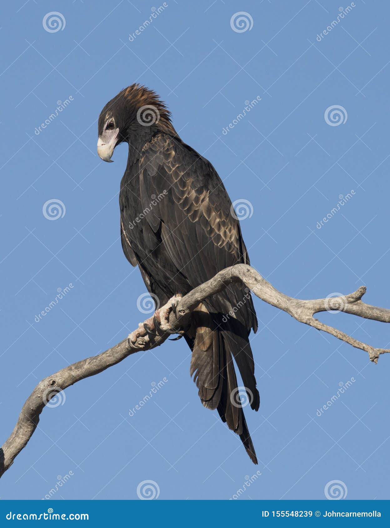 Wedge Tailed Eagle in Outback Queensland Stock Image - Image of tailed ...