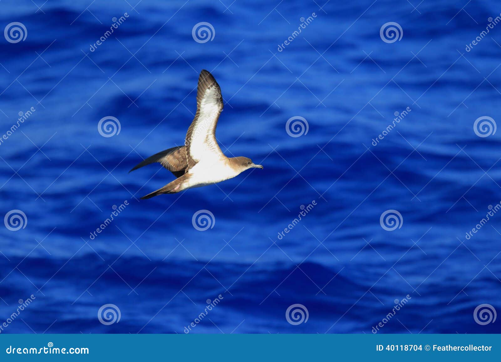 Wedge-tailed shearwater stock photo. Image of water, ocean - 40118704