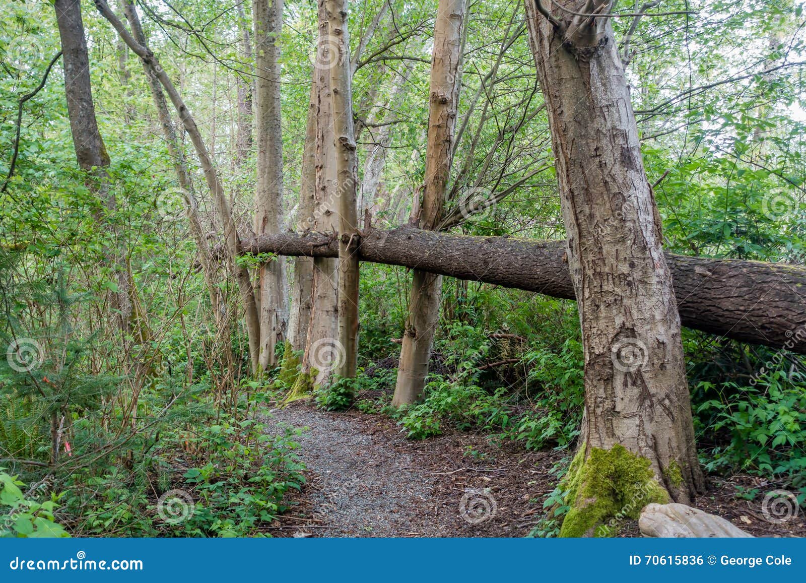 Wedged Tree 2 stock photo. Image of wedged, northwest - 70615836