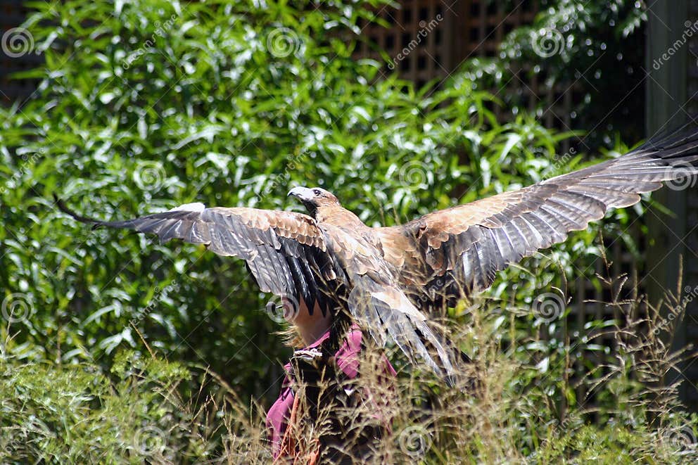 Wedgetail Eagle stock image. Image of handler, healesville - 550709
