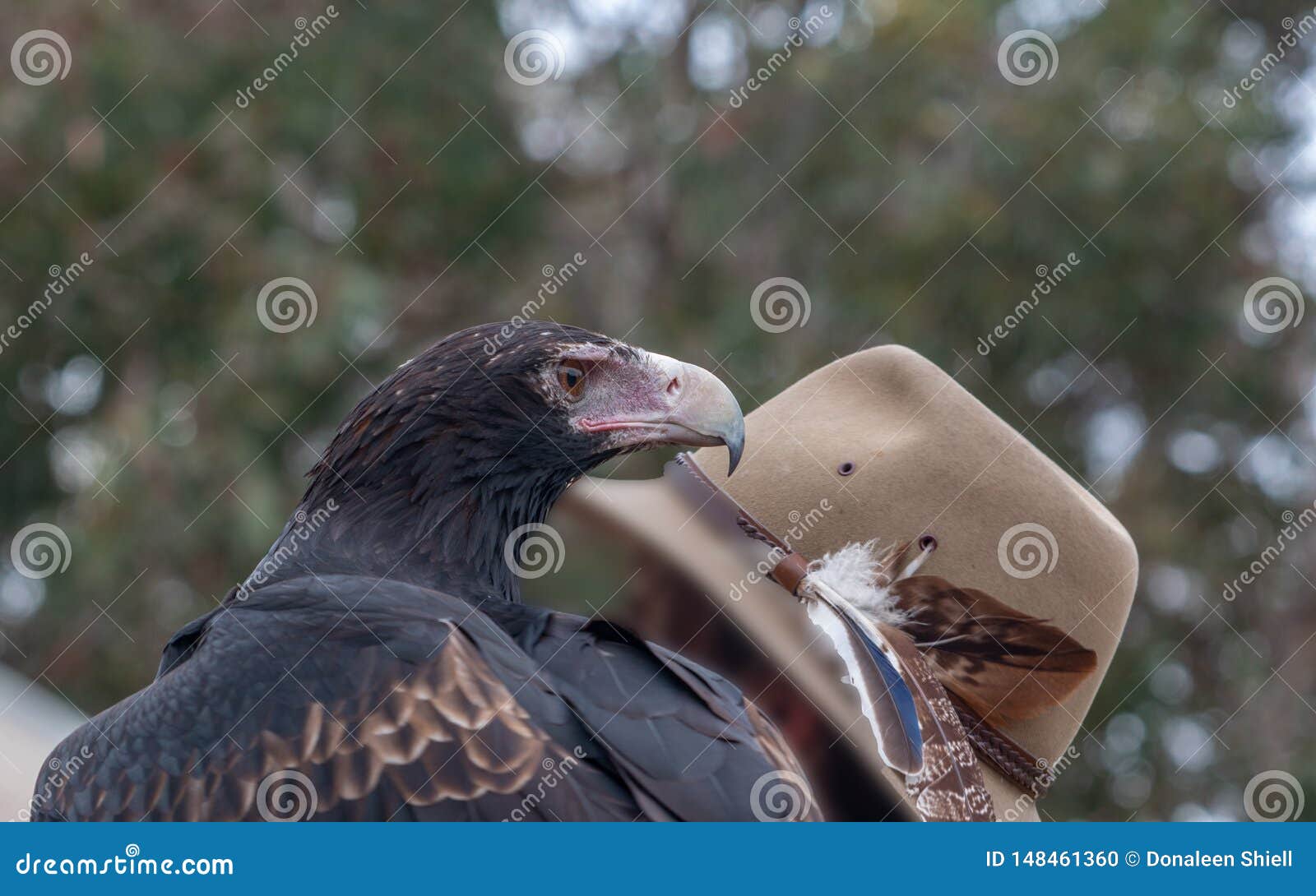 Wedgetail Eagle with Handler Stock Photo - Image of eagle, australia ...