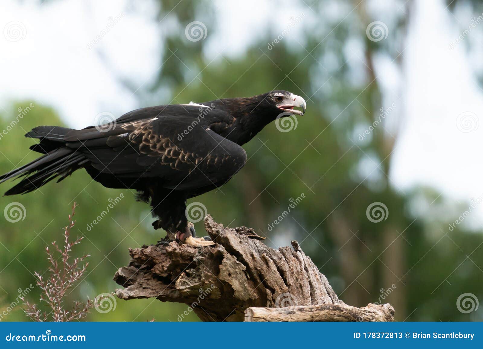 Wedgetail Eagle on Tree Stump Stock Image - Image of aquila, tail ...