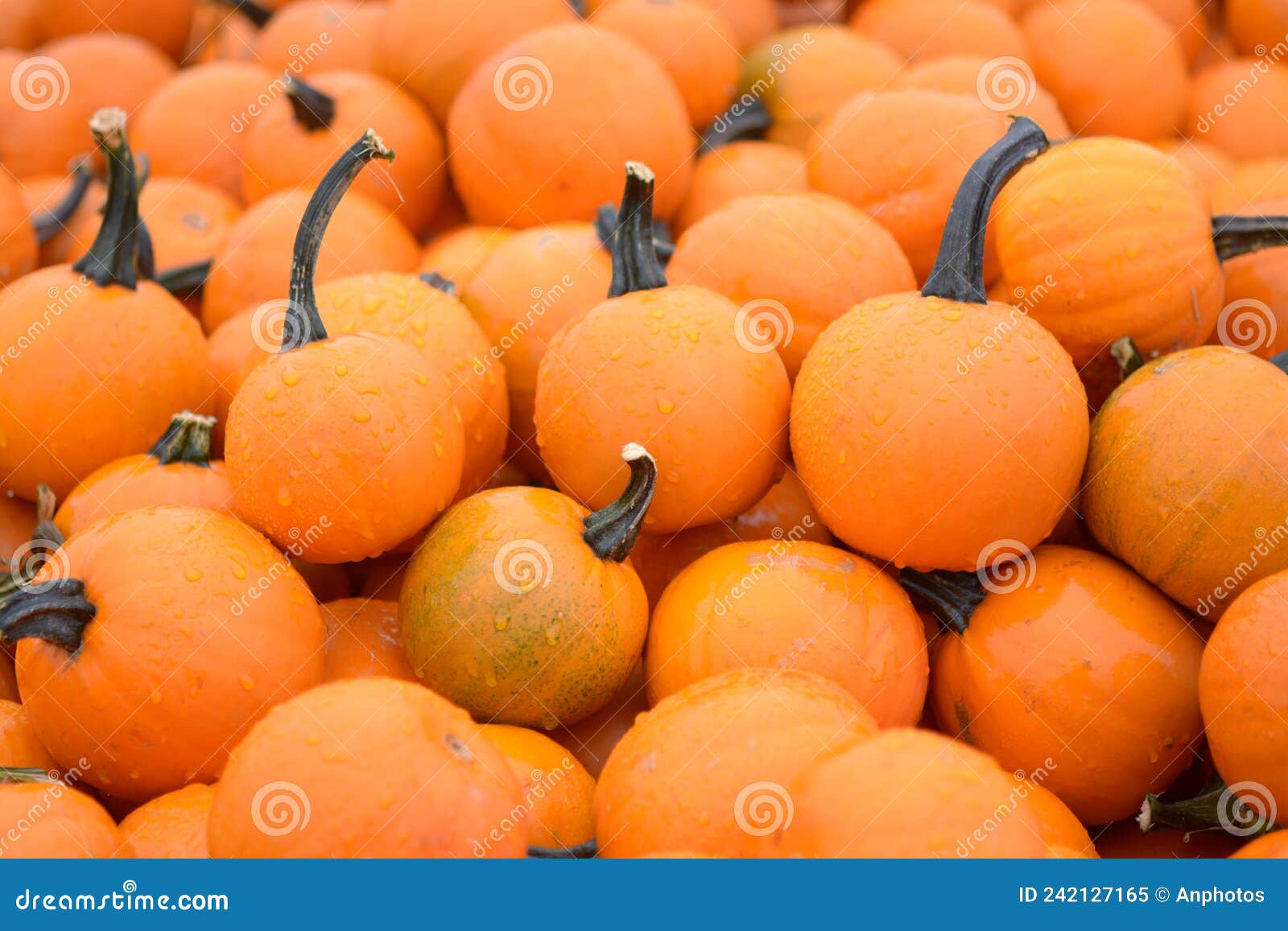 Wee-be-littles pumpkins stock image. Image of autumn - 242127165