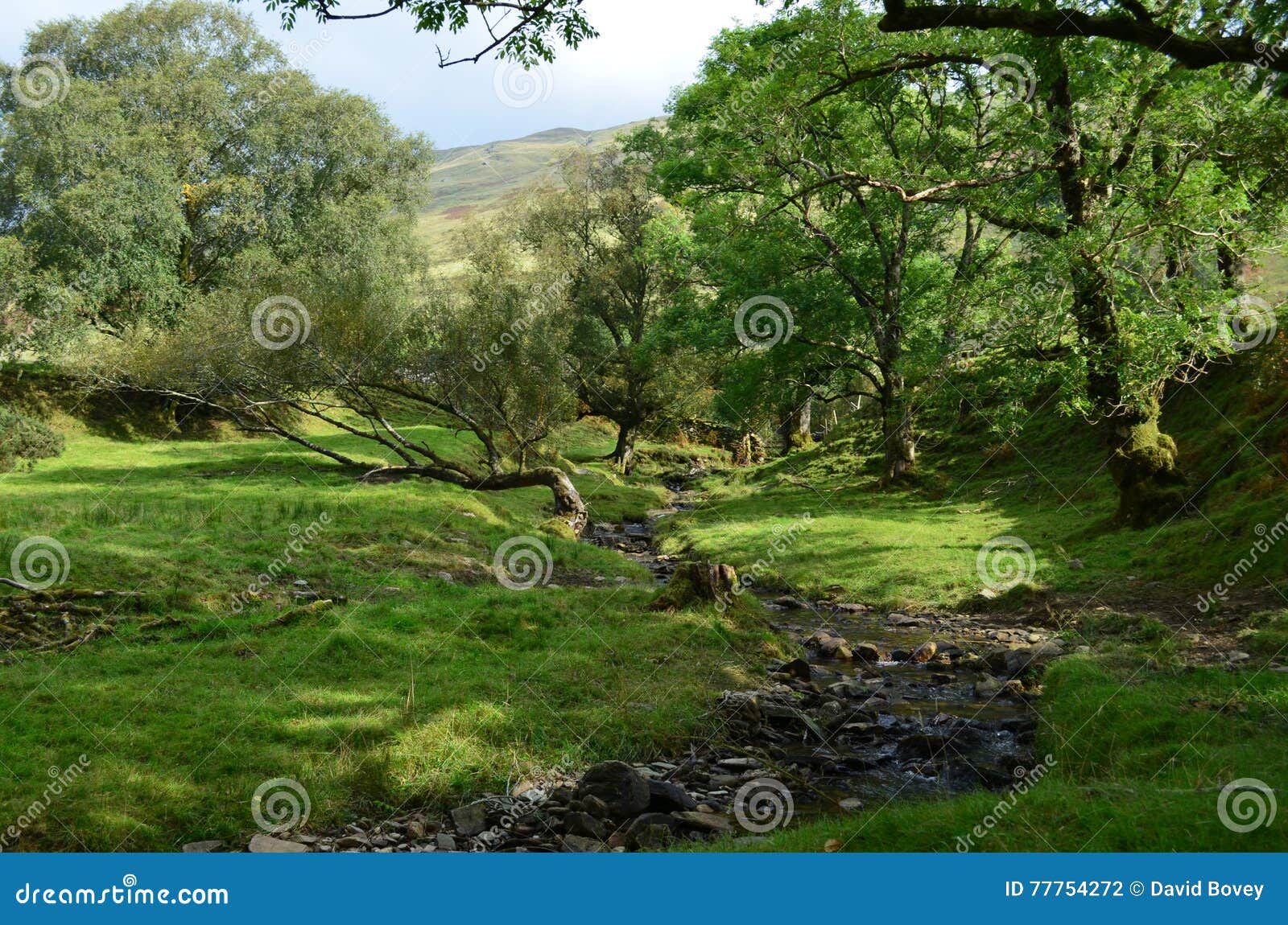 Wee Burn 2 stock photo. Image of fyne, brook, mountain - 77754272