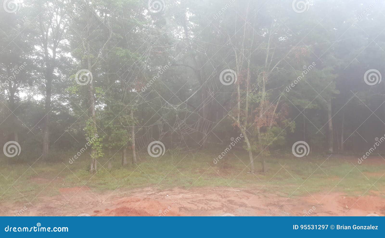 Weeb stock image. Image of spider, weeb, nature, mist - 95531297