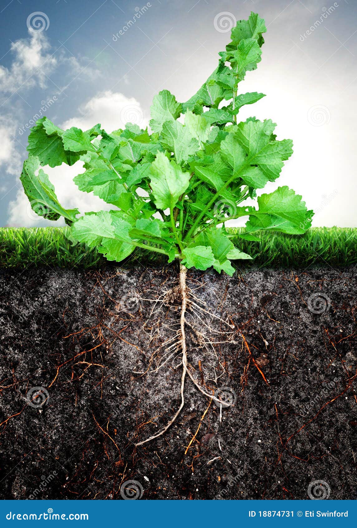 Plant Roots Side View