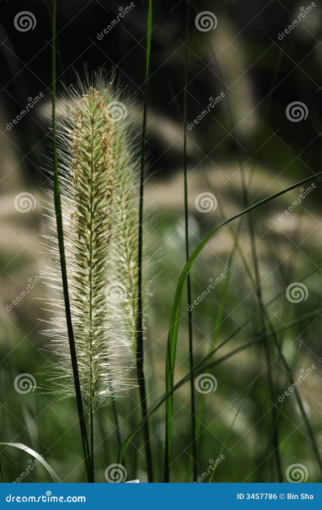 Weed foto de archivo. Imagen de natalia, hierba, contraste - 3457786