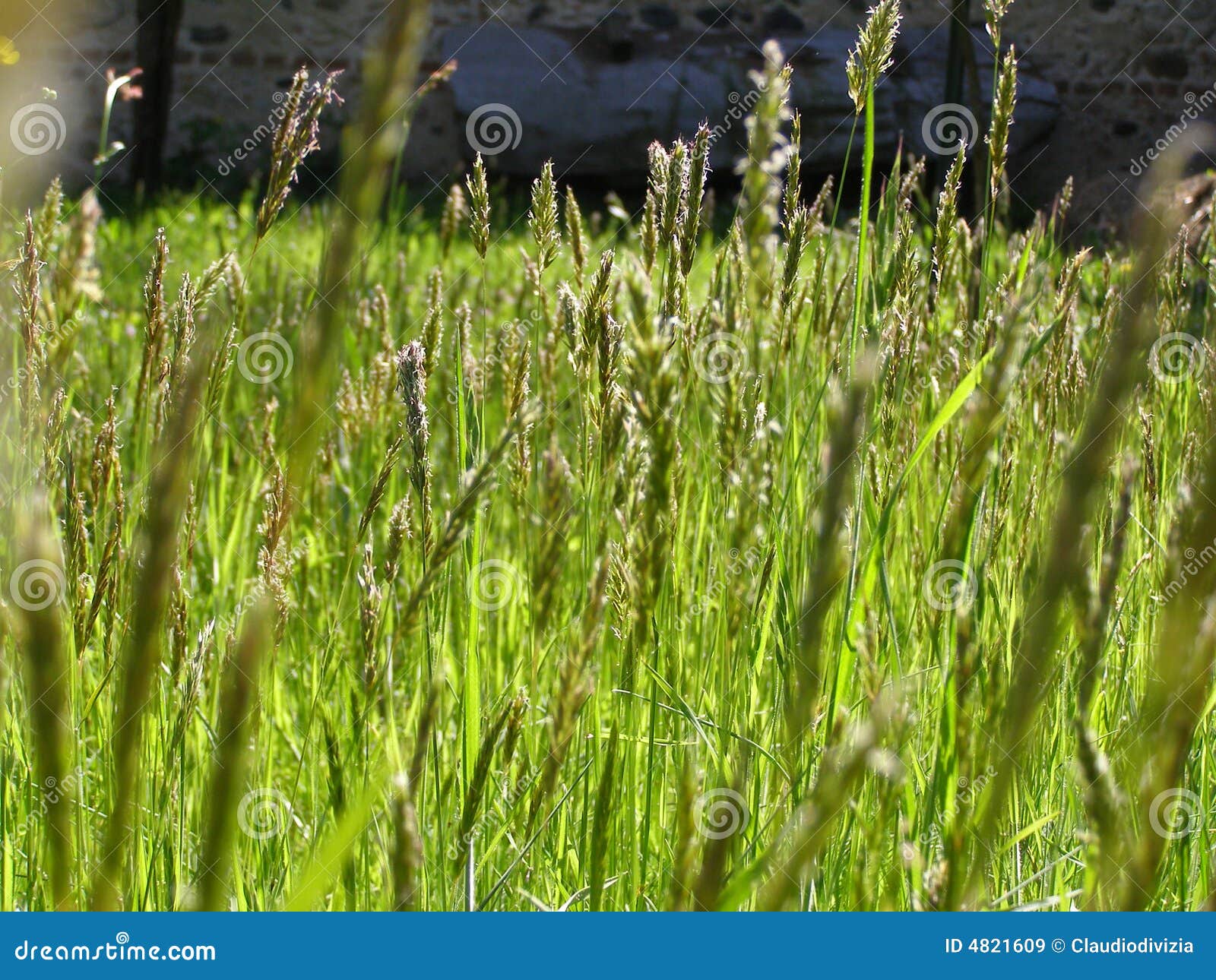 Weed stock image. Image of texture, weed, nature, vegetation - 4821609