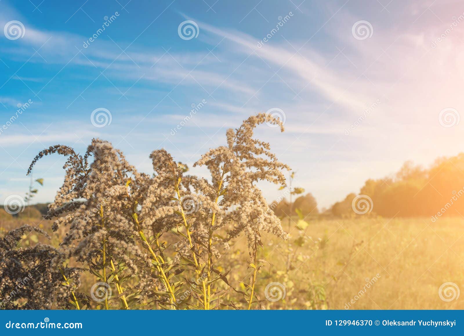 Weed Against a Blue Sky with Clouds in the Form of Flames at Sunset ...