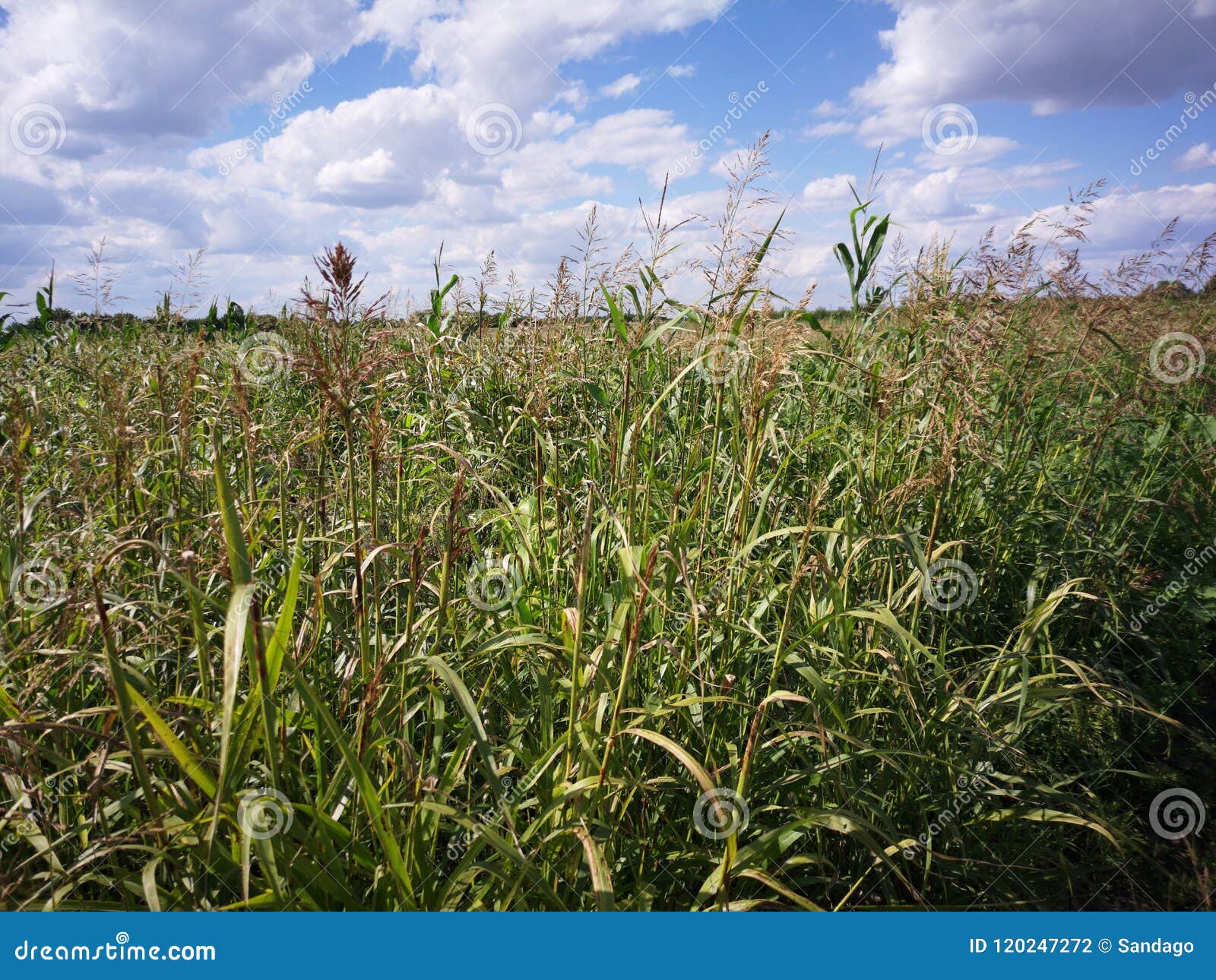 Weed in agriculture field stock photo. Image of environment - 120247272