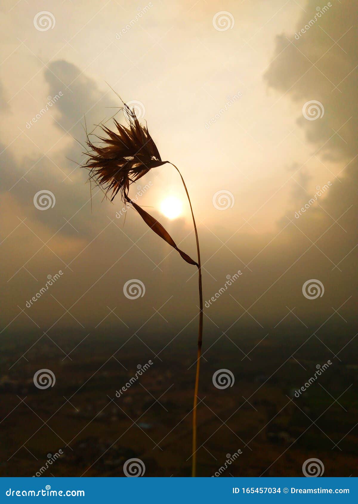 Weed Beauty and the Sun Captured in Mobile Stock Photo - Image of weed ...