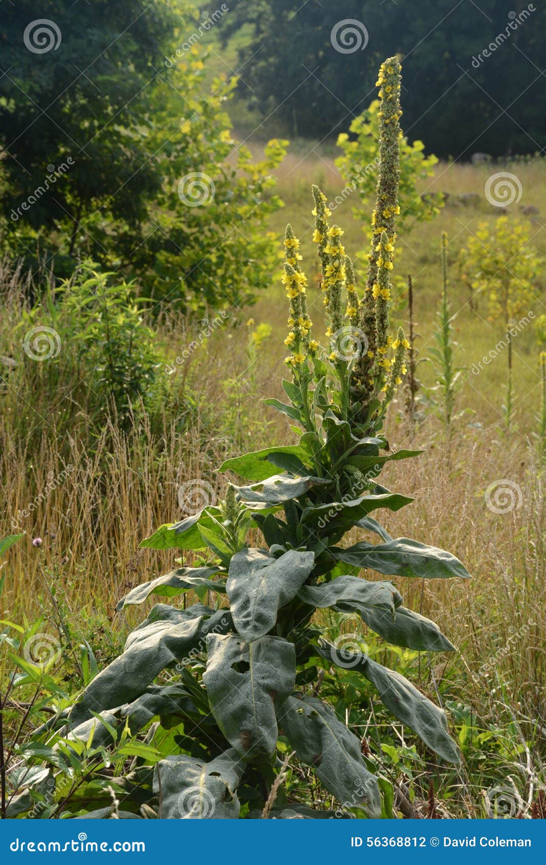 Weed in bloom stock photo. Image of weed, tall, flowering - 56368812