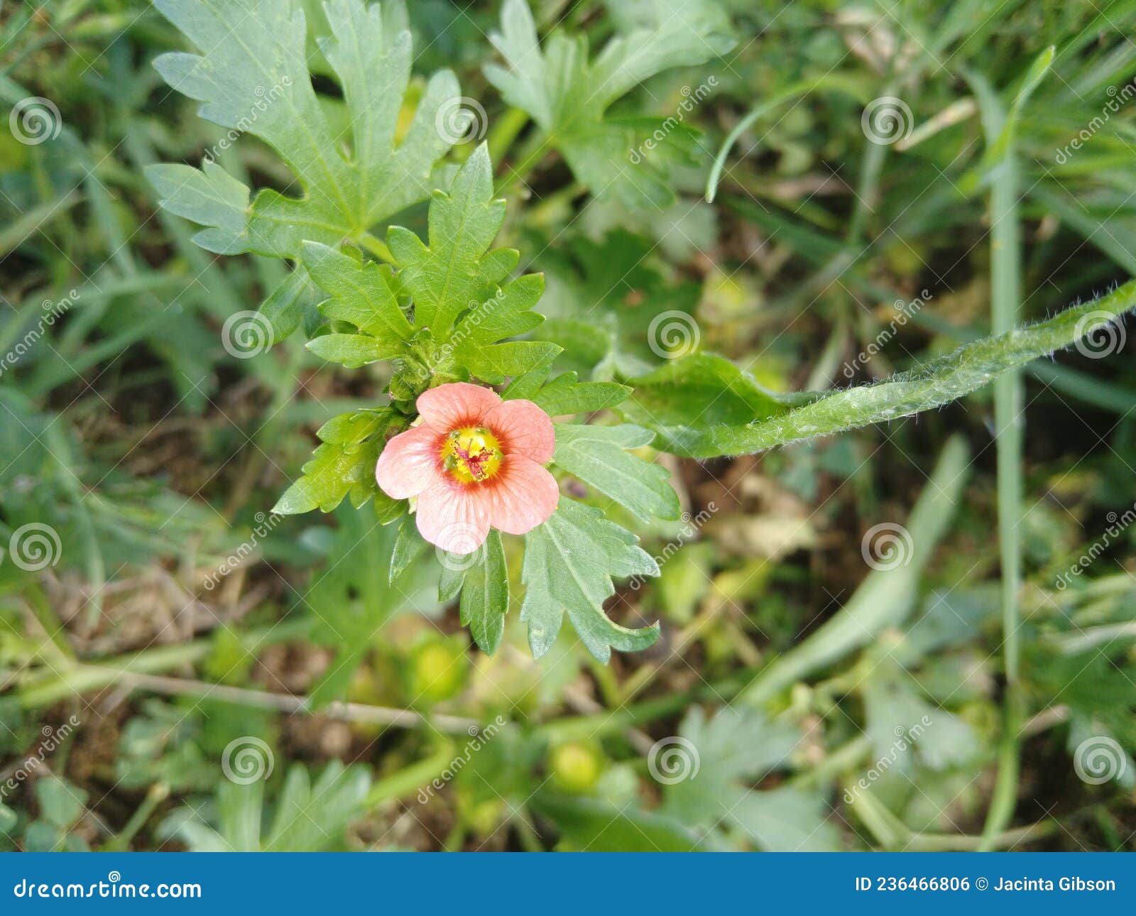 Weed blooming micro stock photo. Image of weed, flower - 236466806