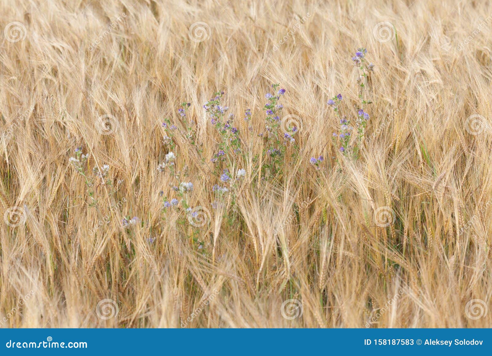 Weed in rye field stock image. Image of food, grain - 158187583