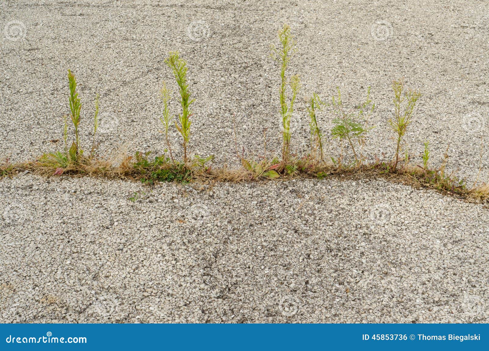 Weed Breaks through Asphalt Stock Photo - Image of plants, broken: 45853736