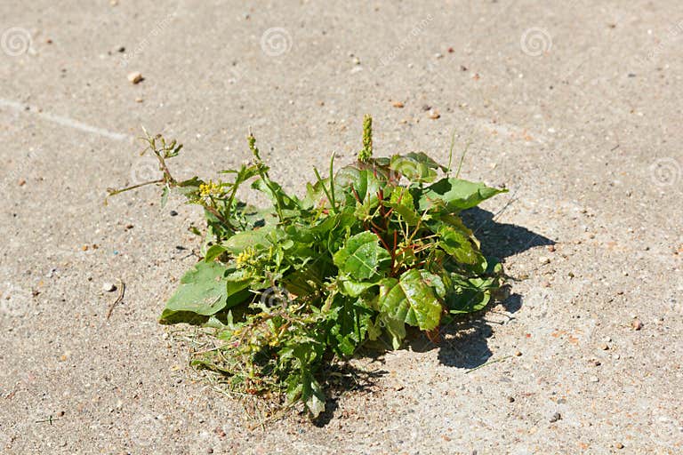 Weed Breaks through the Concrete Stock Image - Image of leaf, struggle ...