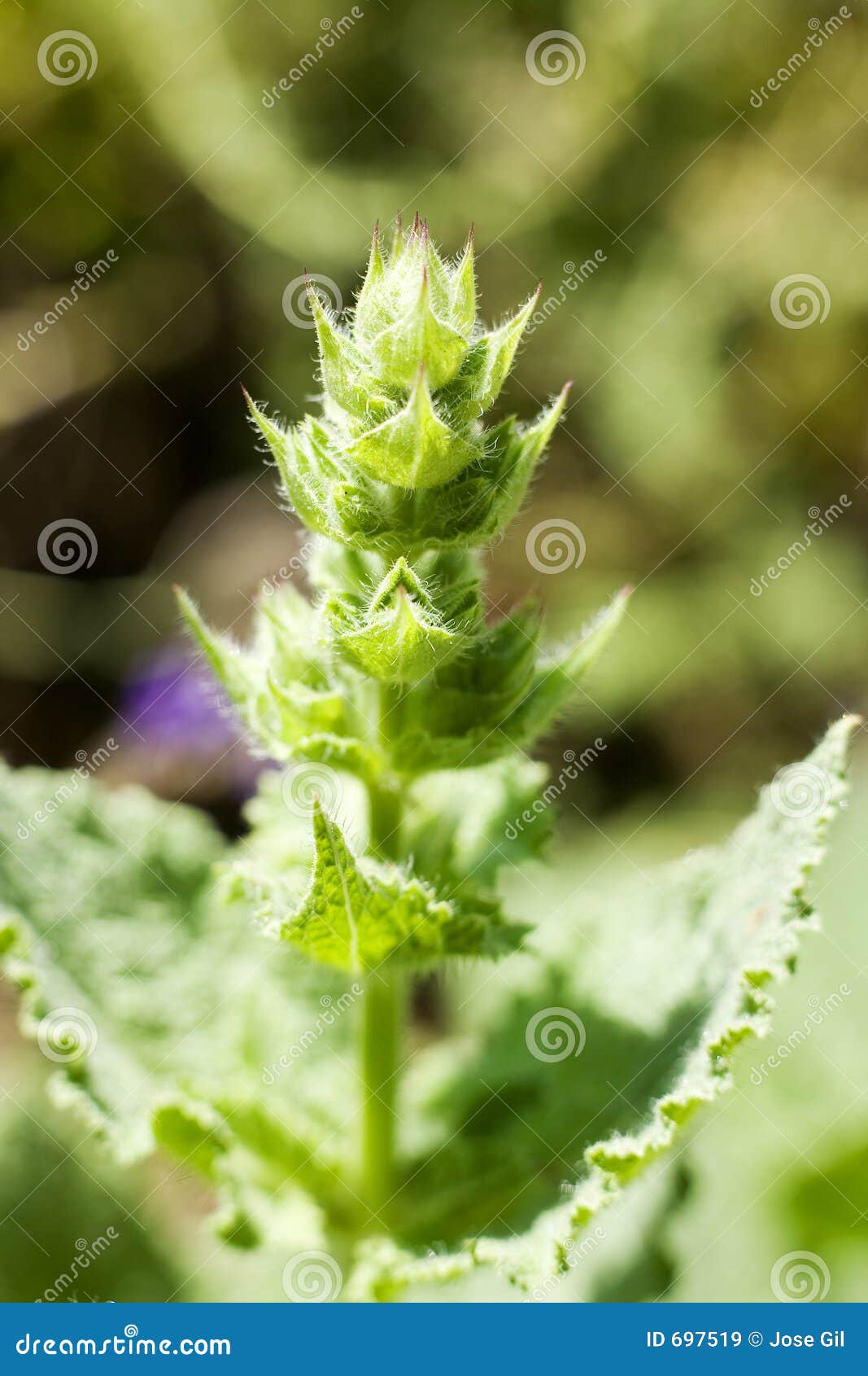Weed Close Up stock image. Image of spring, close, forest - 697519