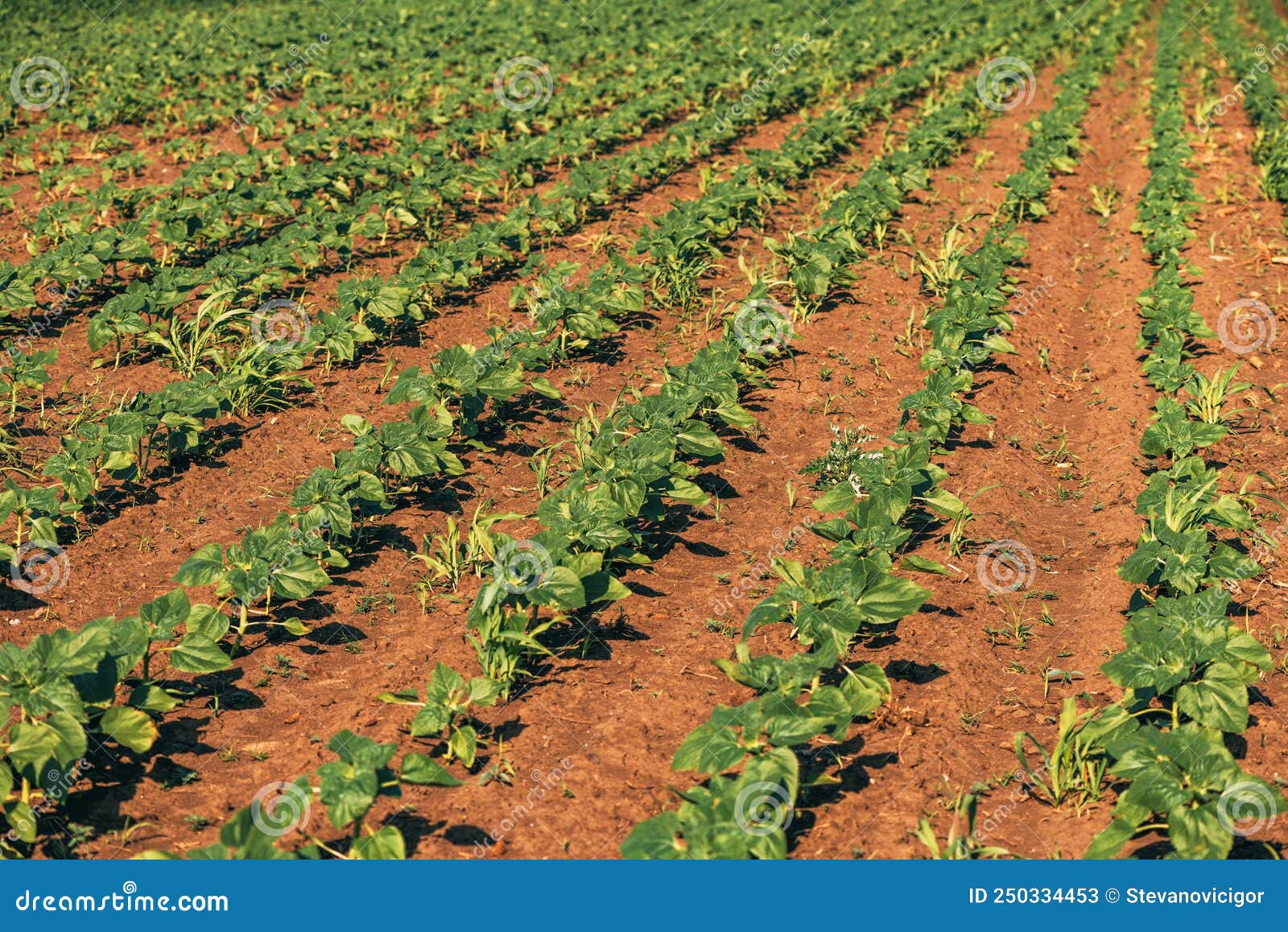 Weed in Common Sunflower Sprout Field Stock Image - Image of cultivated ...