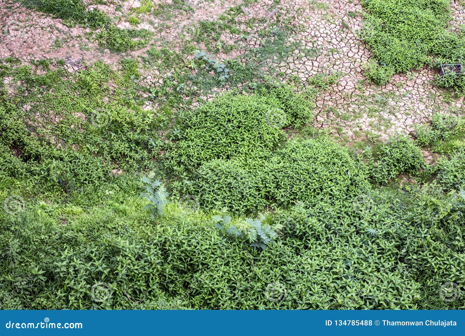 Weed cover stock photo. Image of freshness, fresh, leaves - 134785488