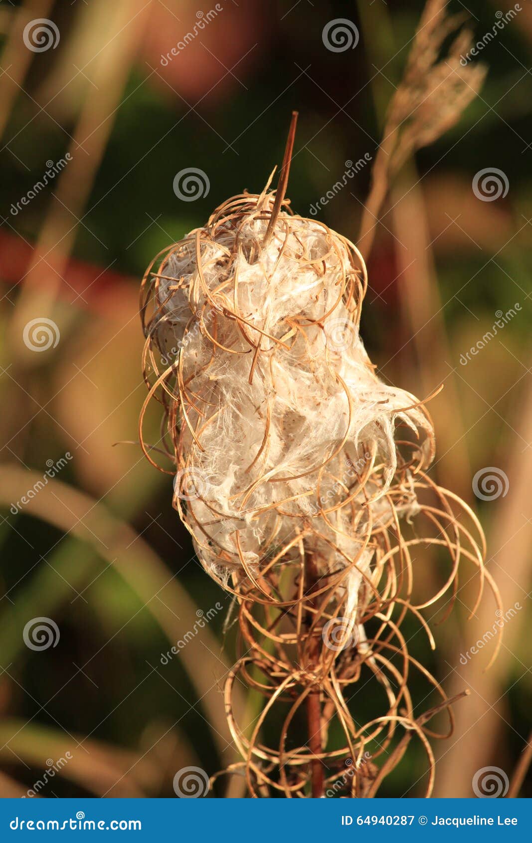 Weed and down in fall stock image. Image of closeup, large - 64940287