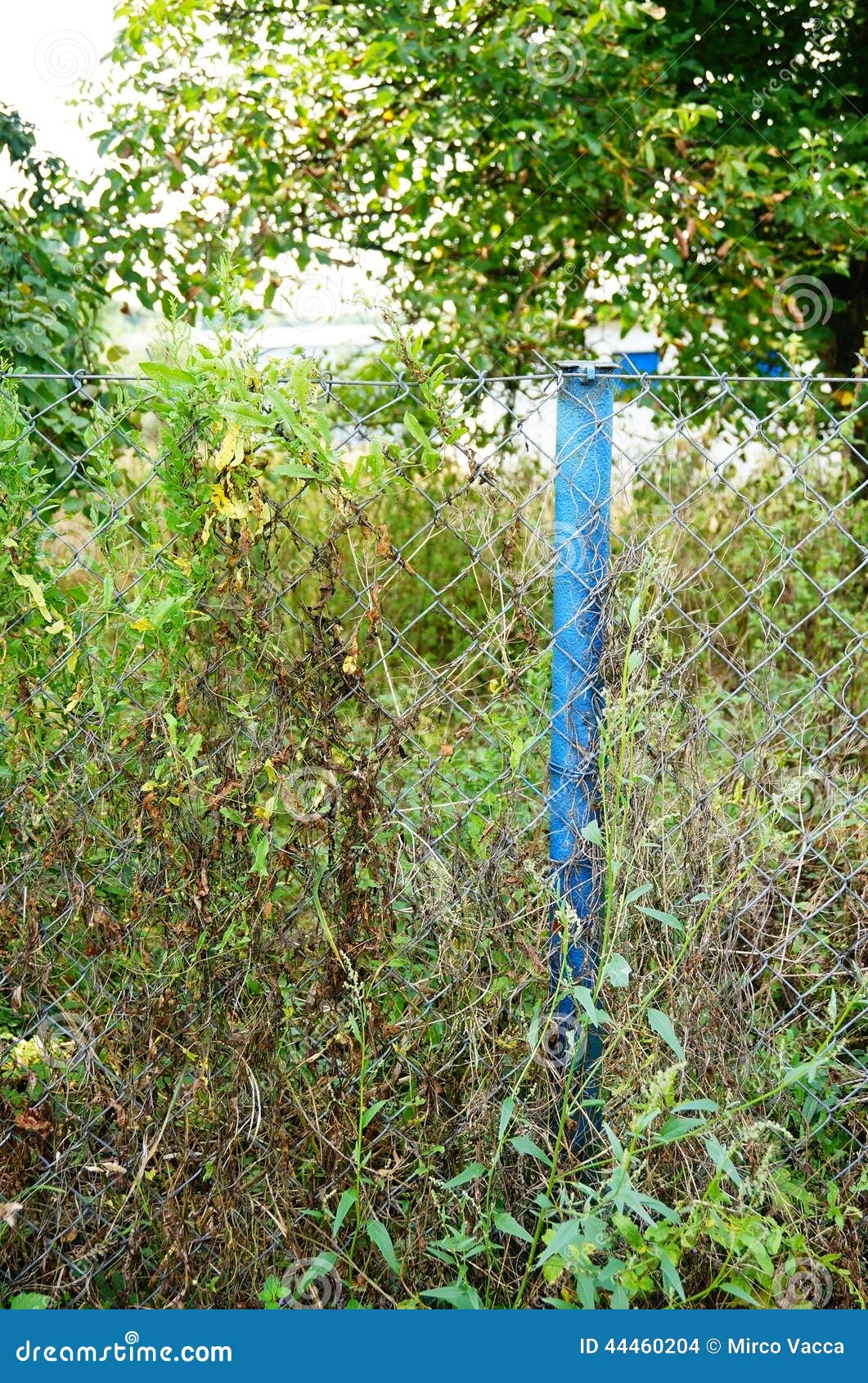 Weed on fence stock photo. Image of plants, green, fence - 44460204