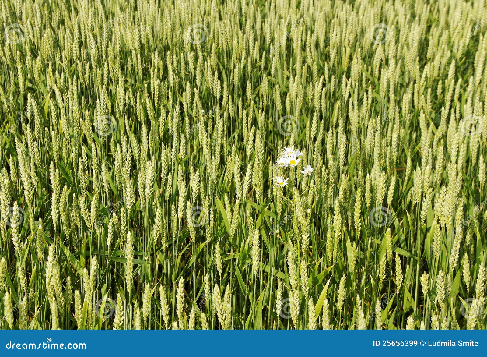 Weed on the field. stock image. Image of spring, season - 25656399