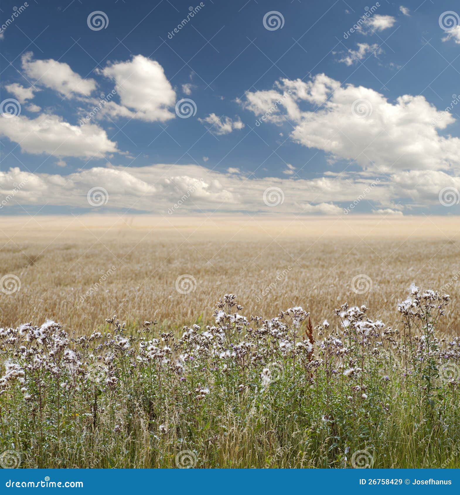 Weed by the field stock image. Image of closeup, background - 26758429