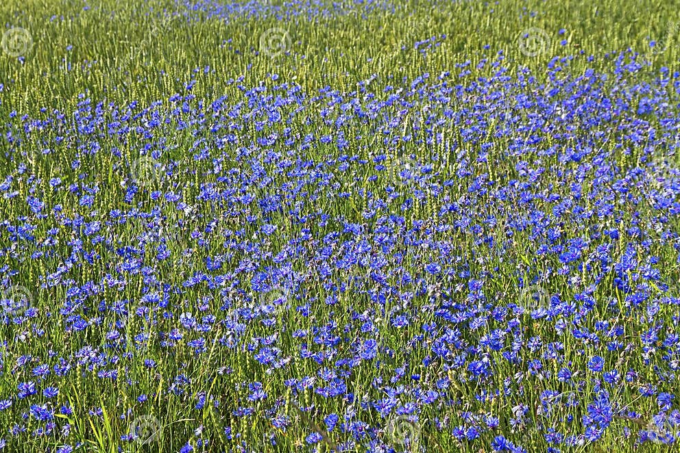 Weed on the field. stock image. Image of plant, colorful - 42419449
