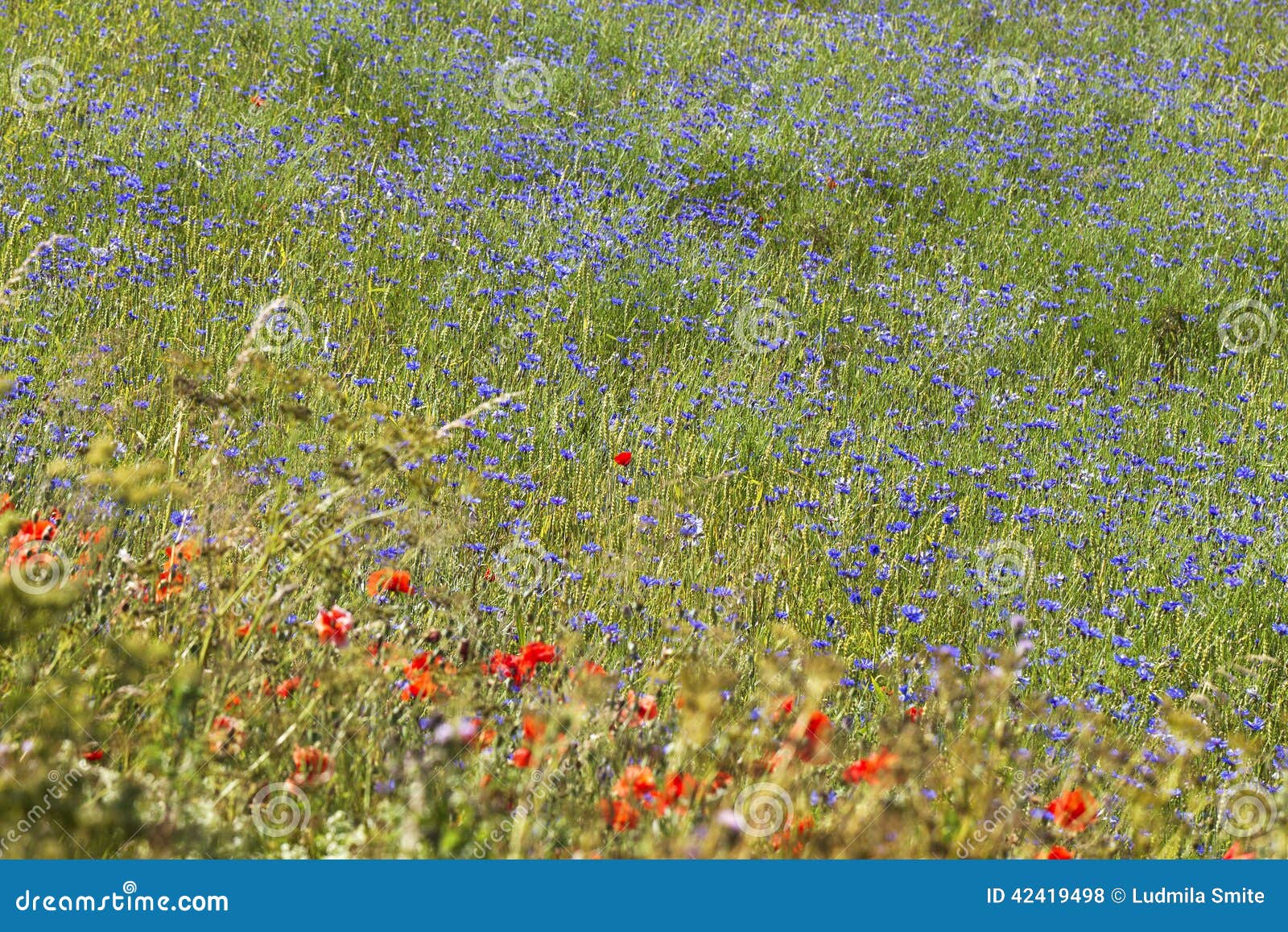 Weed on the field. stock photo. Image of season, rural - 42419498