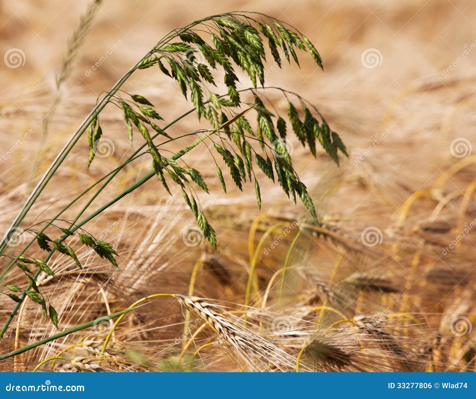 Weed in field of rye stock photo. Image of nature, growth - 33277806