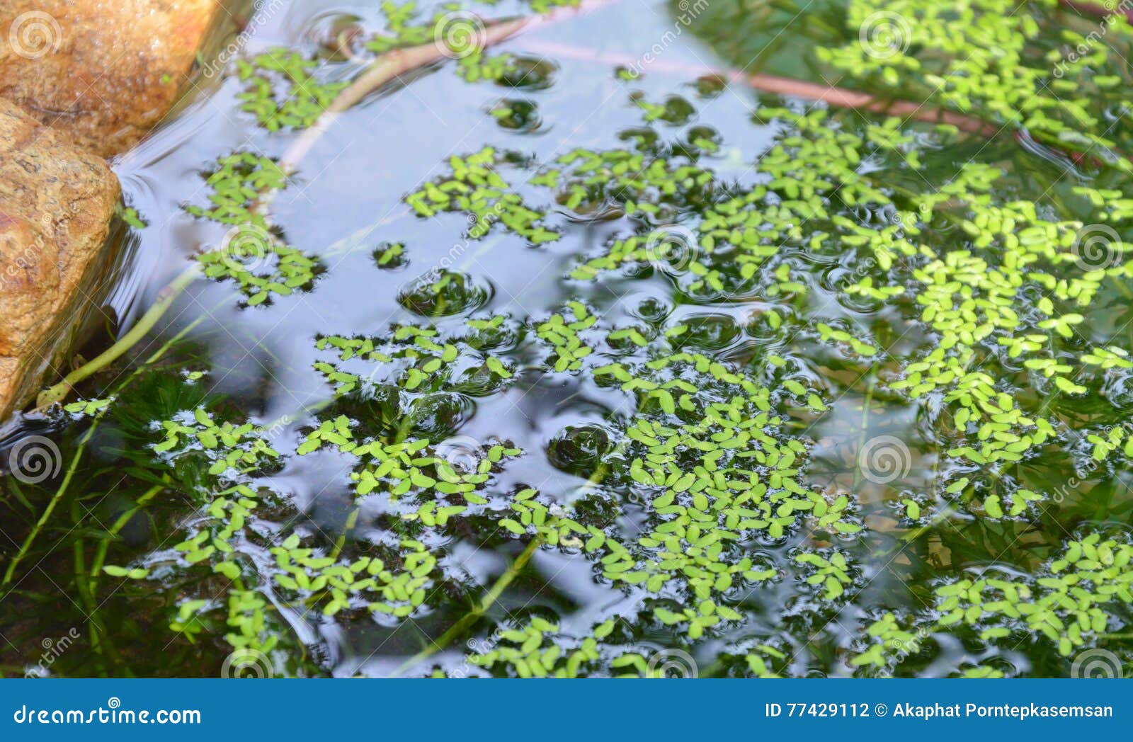 Weed Floating on Water in Garden Stock Photo - Image of tail, shadow ...