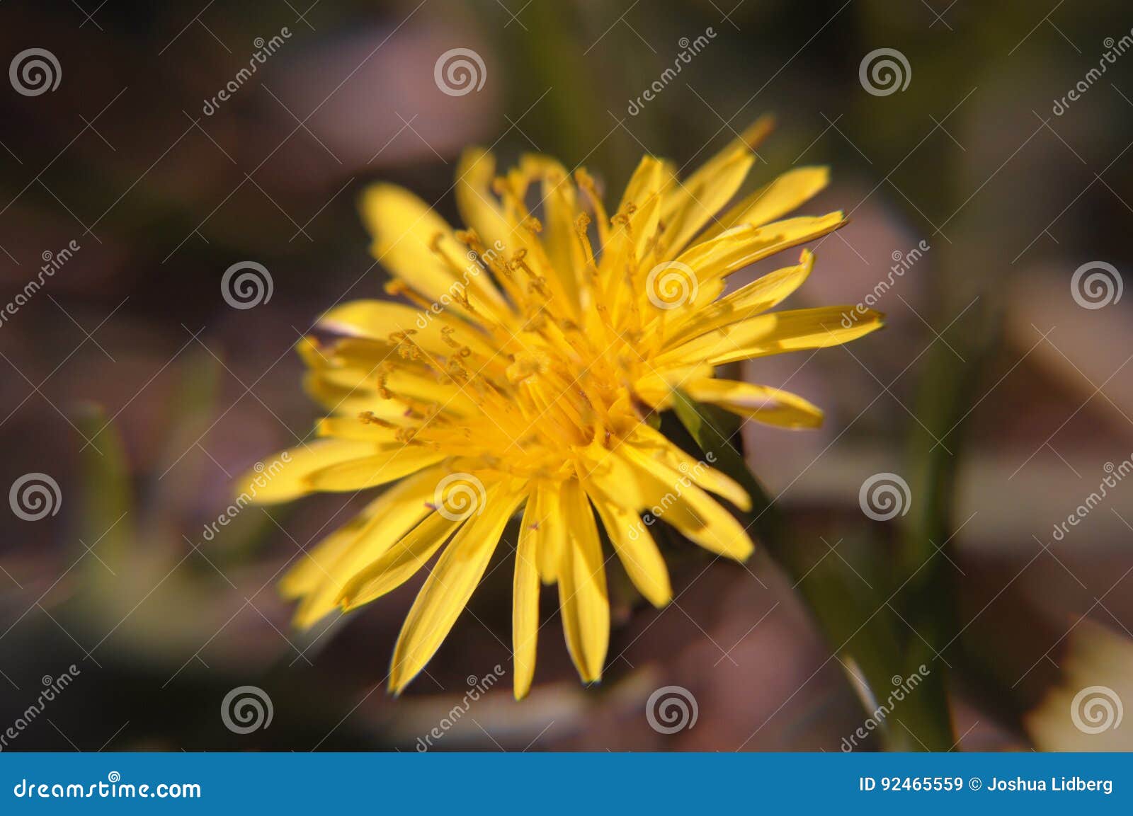 Weed or flower stock image. Image of dandilion, flowering - 92465559