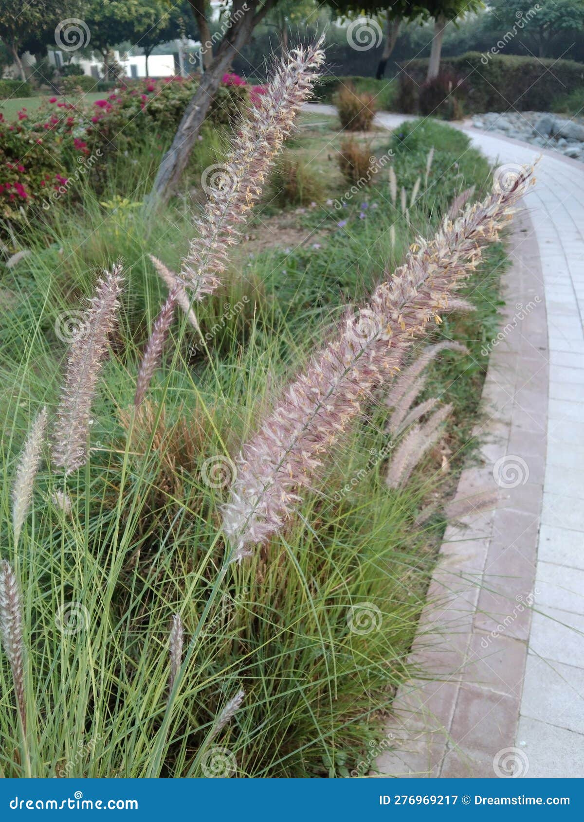 Weed Flowers in the Backyard Stock Image - Image of herb, meadow: 276969217