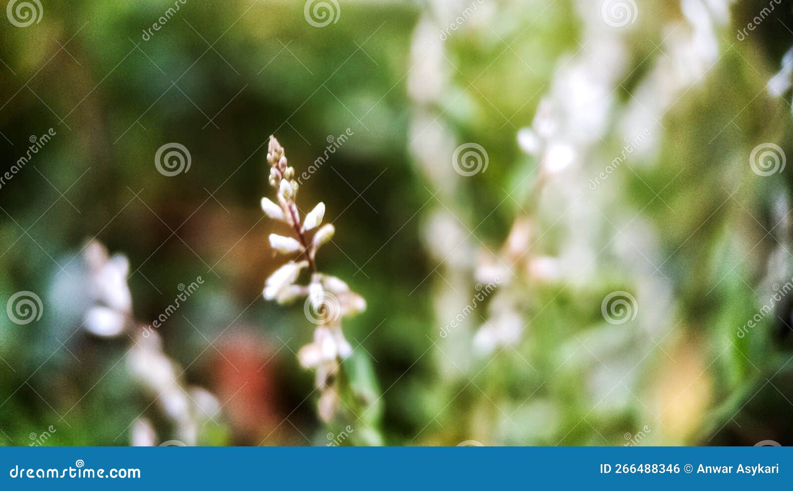 Weed Flowers in the Garden with Small Flowers Stock Photo - Image of ...