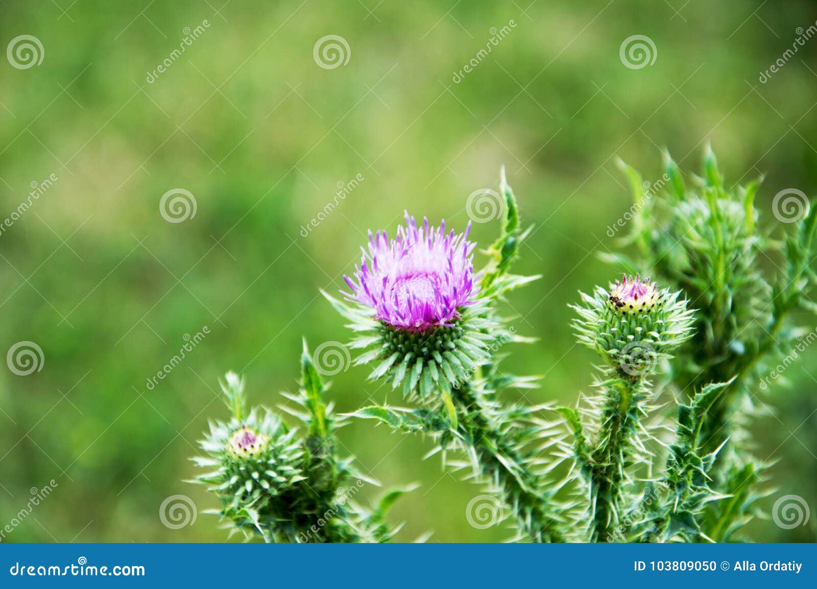 Weed Fluffy Bright Pink Thorn Sharp Needles Stock Photos - Free ...