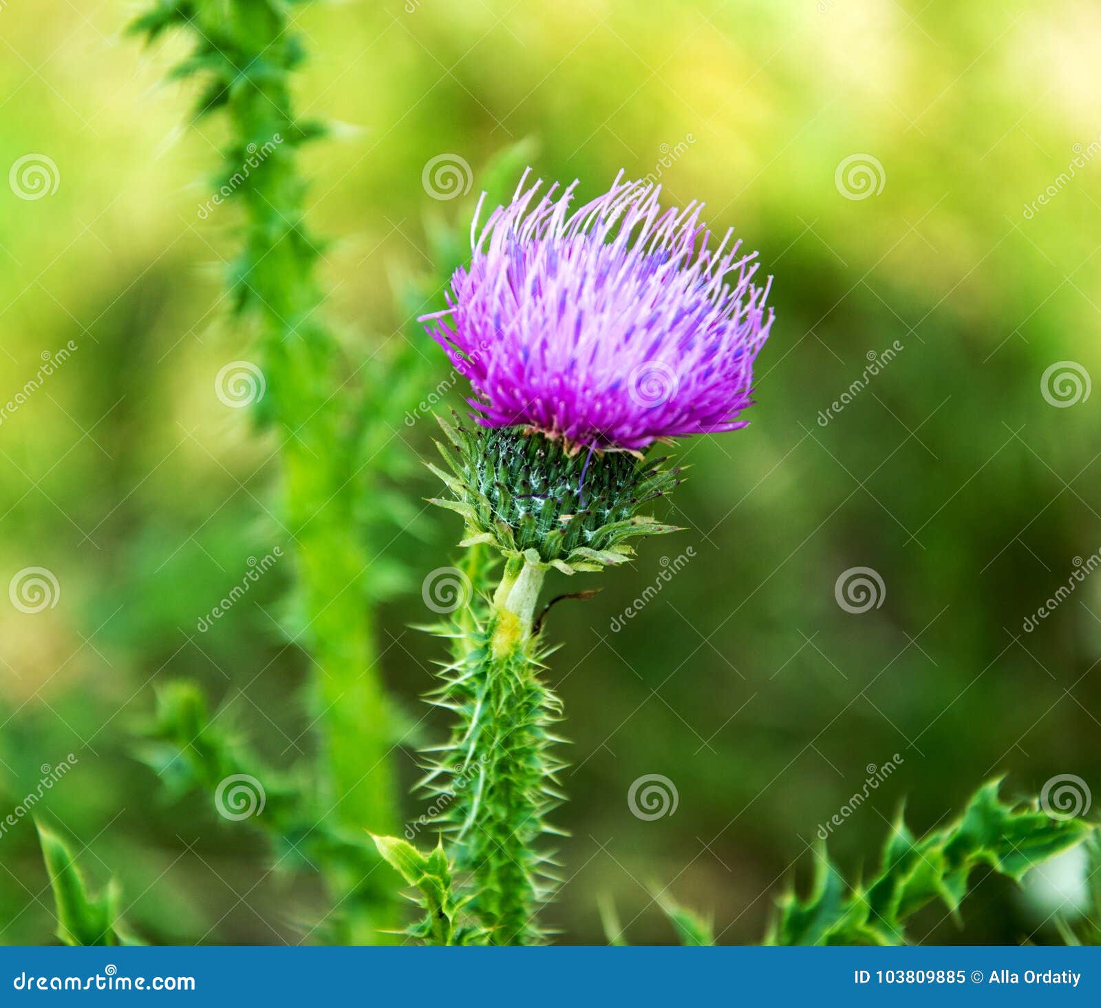 Weed Fluffy Bright Pink Thorn with Sharp Needles Stock Image - Image of ...