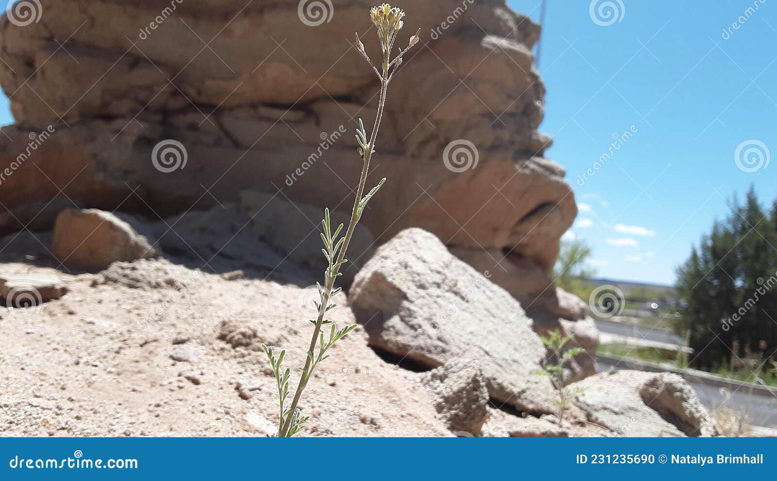 Weed in front of rock stock photo. Image of produce - 231235690