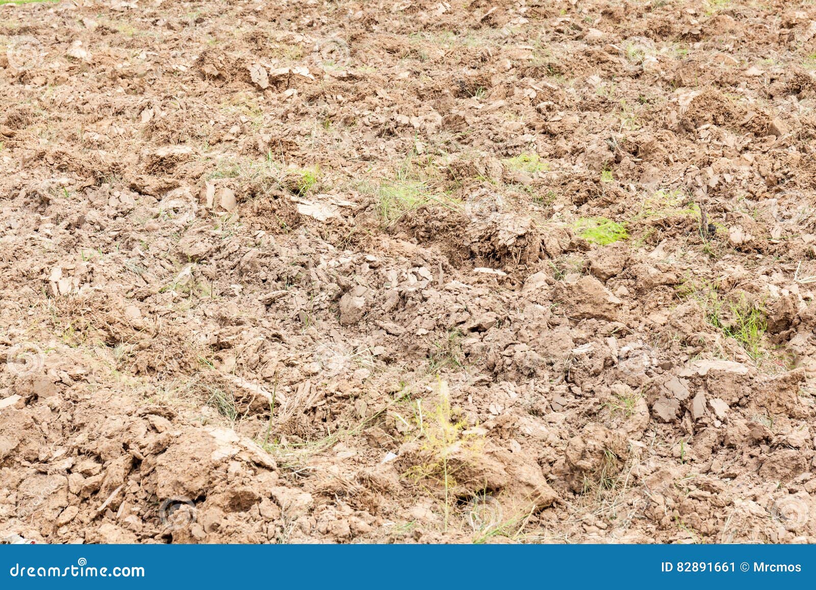 Weed Grass on Dry Soil Ground Cultivated Land. Stock Image - Image of ...