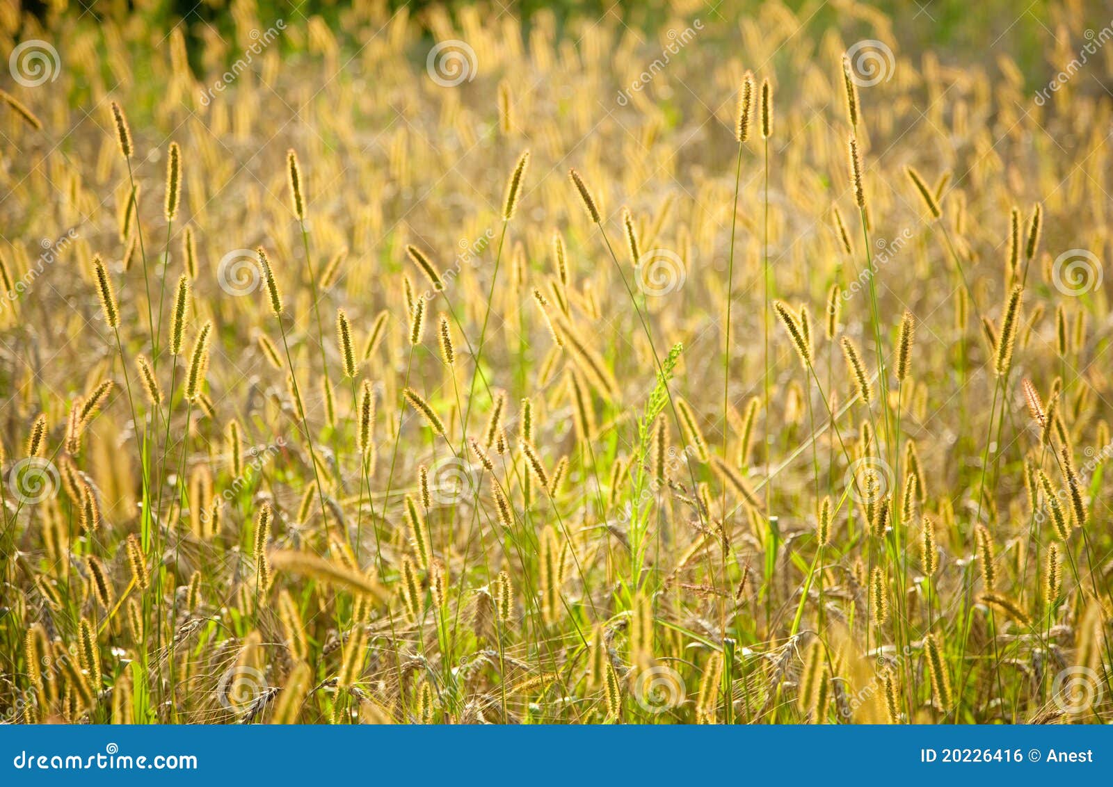 Weed grass over corn field stock photo. Image of reap - 20226416