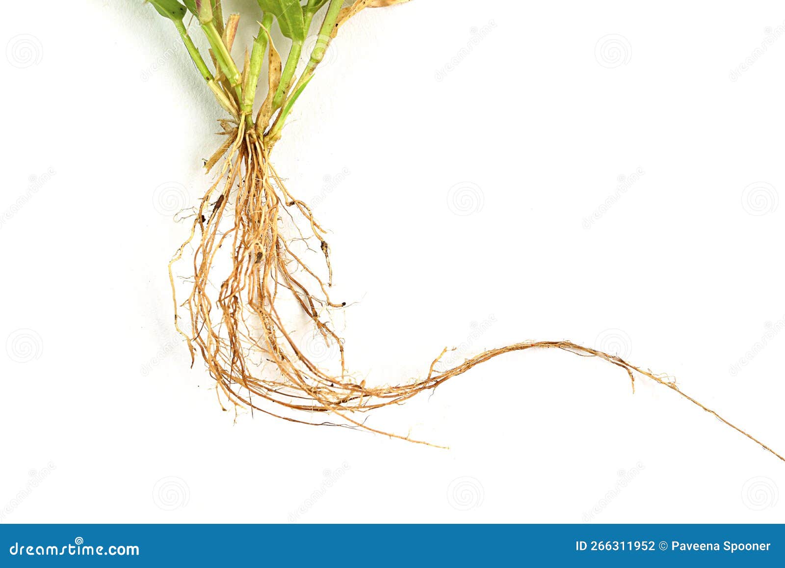 Weed Grass Roots on a White Background Stock Photo - Image of leaves ...