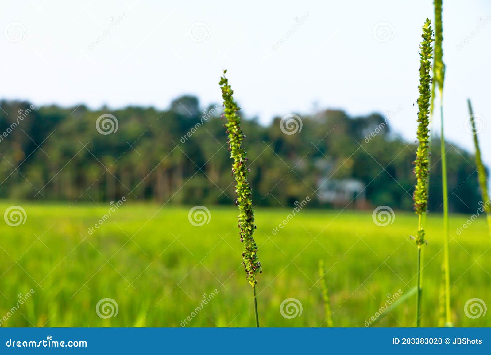 Weed Grass Seeds in the Paddy Field Stock Photo - Image of ghats, grass ...