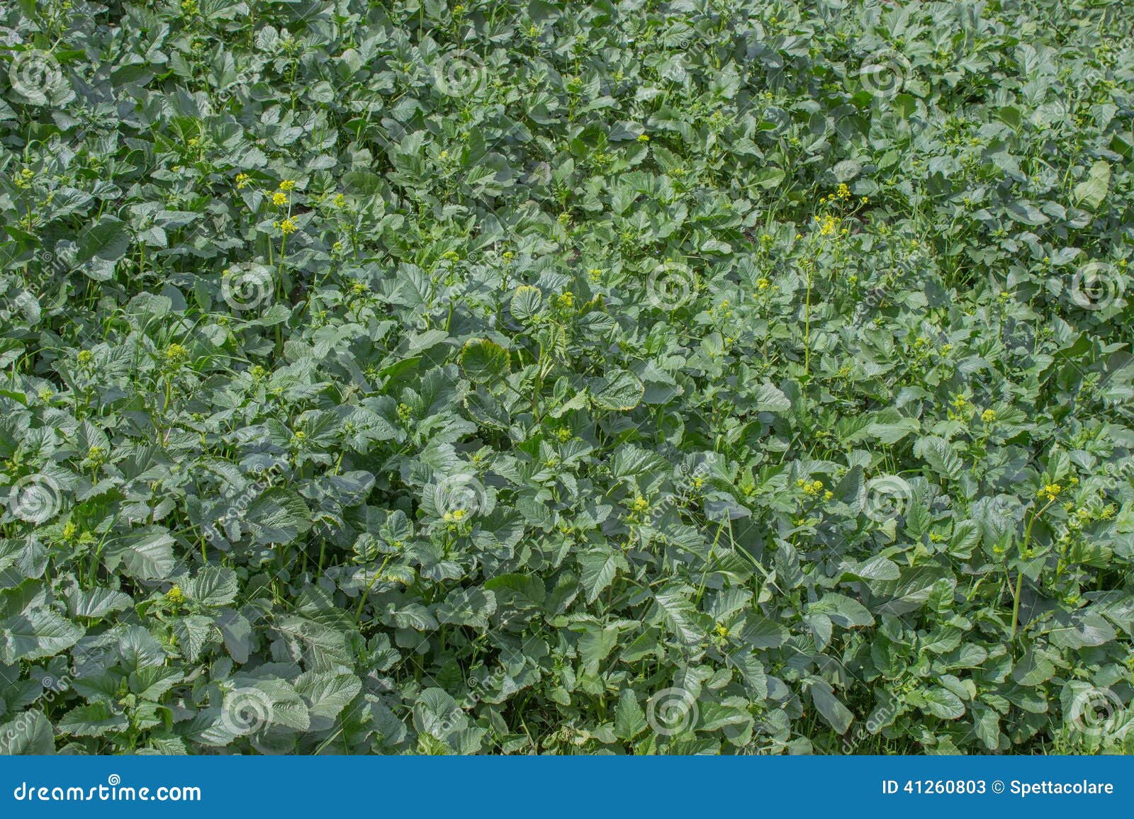 Weed Green Grass Field Background Stock Image - Image of concept, herb ...