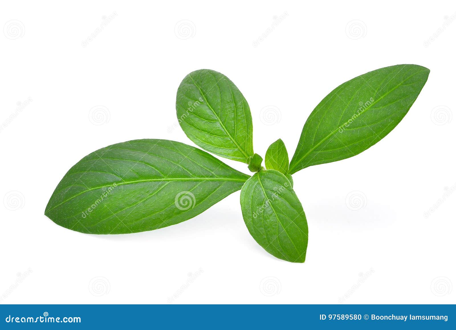 Weed Green Background Stock Photography | CartoonDealer.com #131277320