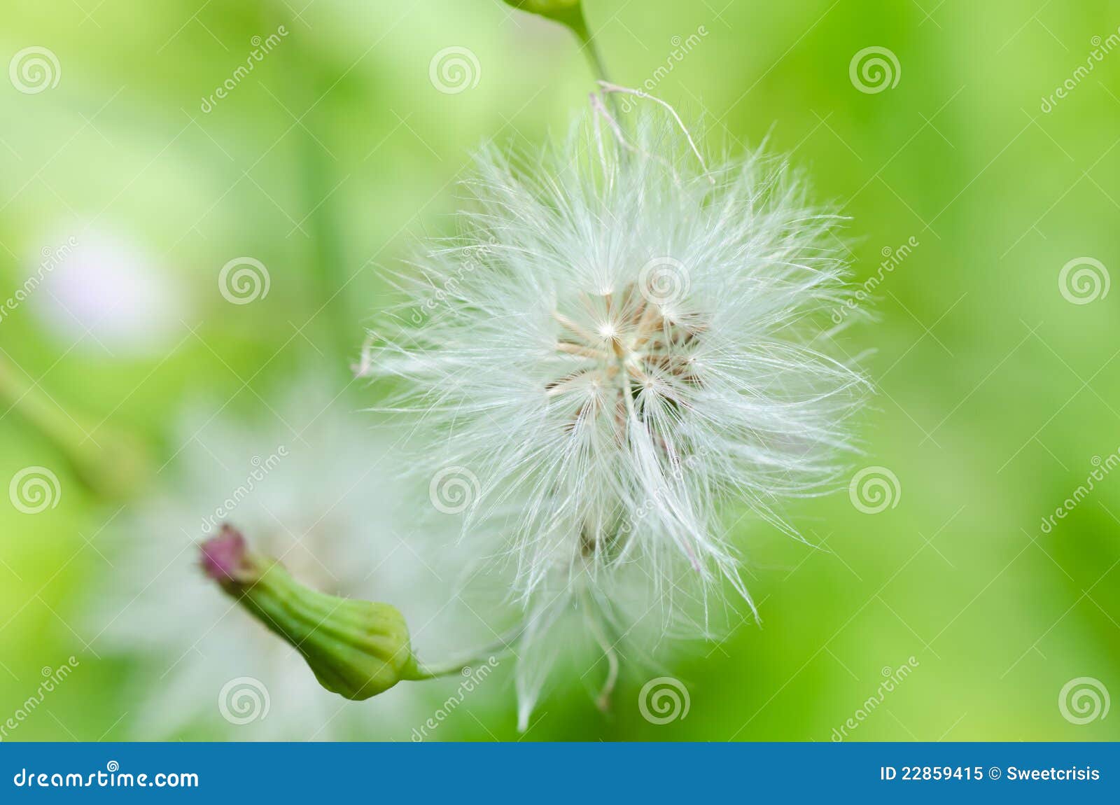 Weed in green nature stock image. Image of spring, park - 22859415