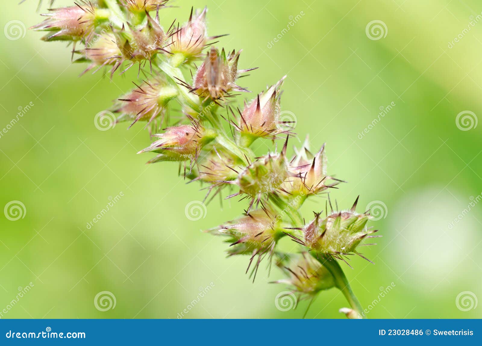 Weed in green nature stock photo. Image of botanic, fluffy - 23028486