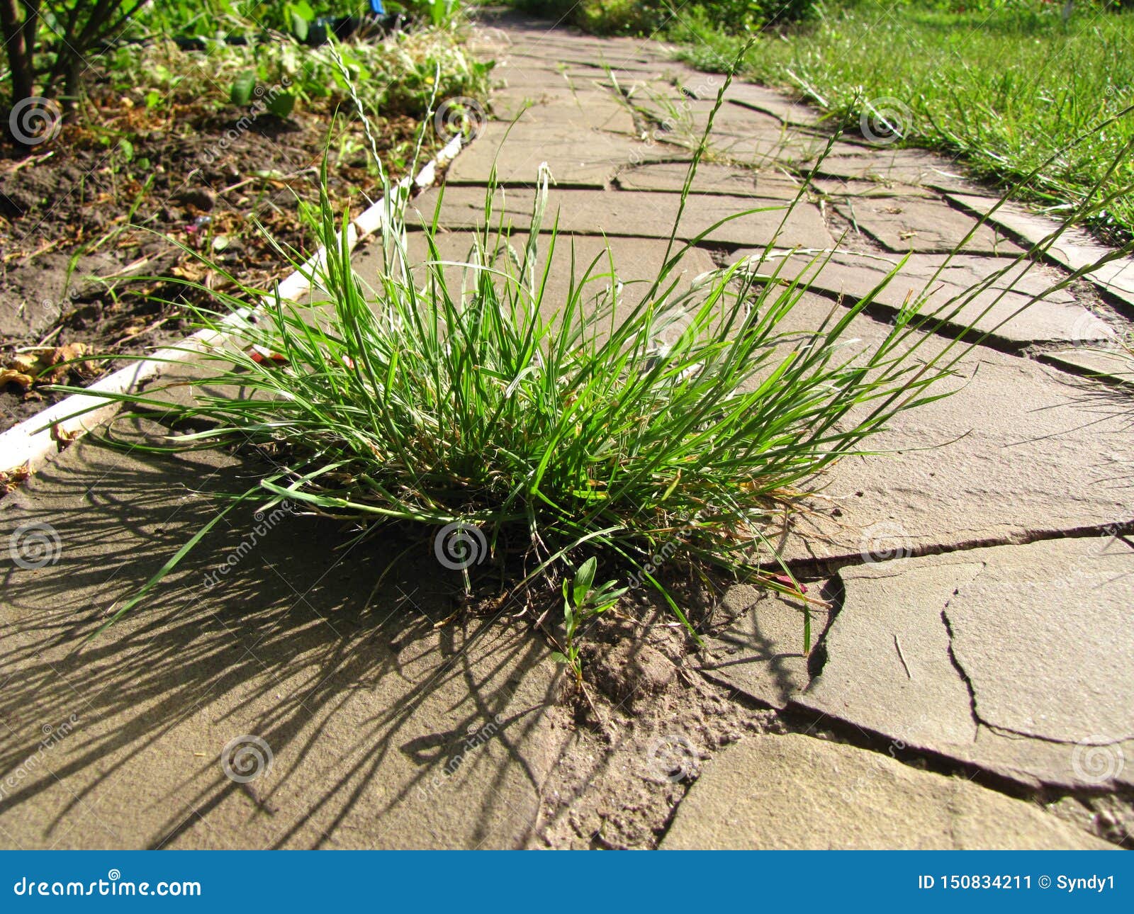 The Weed Grew in a Garden Path from Flagstone Stock Image - Image of ...